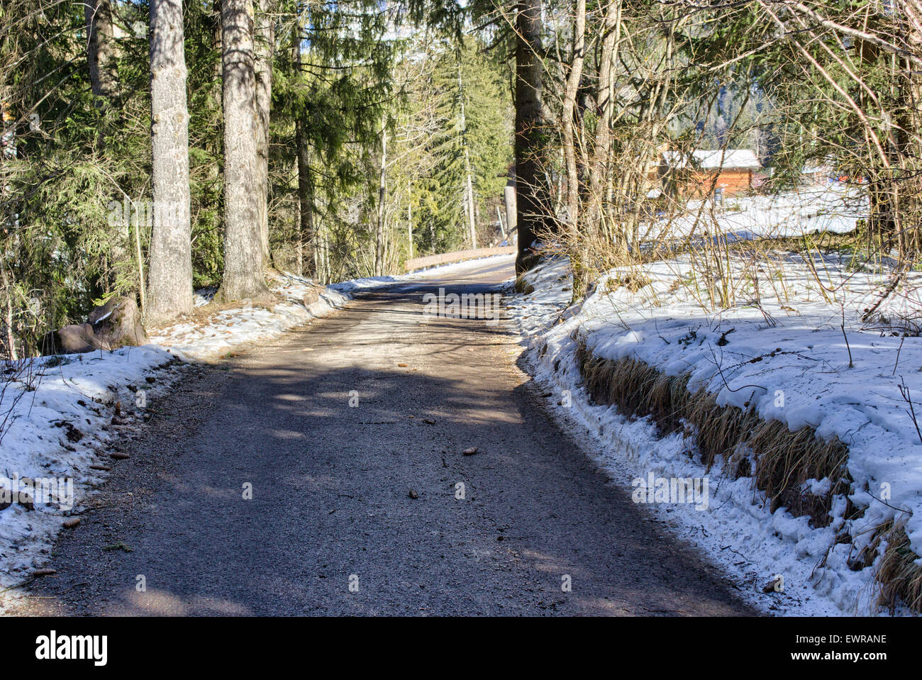 Brown walk path in a forest of green pines, spruces and firs on ...