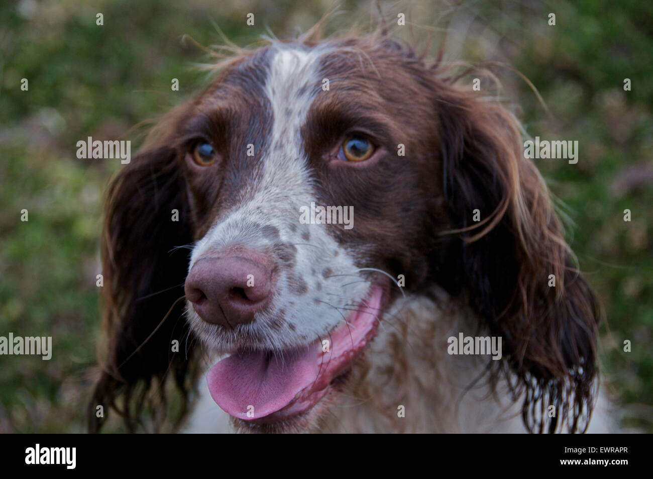 Funny springer spaniel hi-res stock photography and images - Alamy