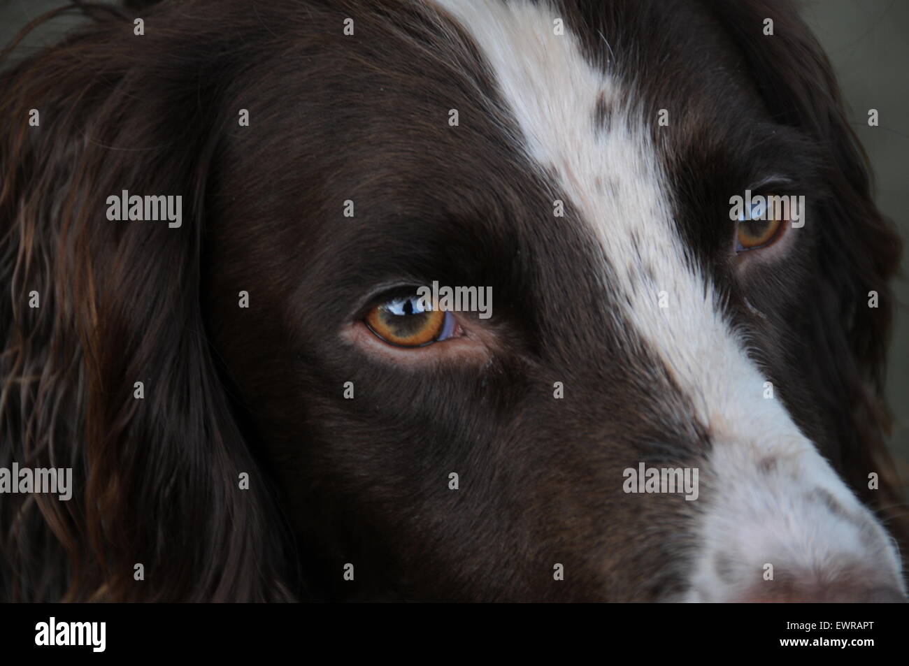 Sad dog eyes spaniel hi-res stock photography and images - Alamy
