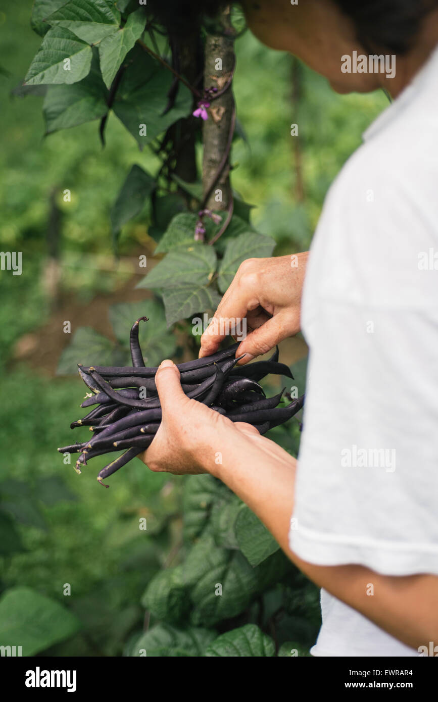 Hands woman picking edible hi-res stock photography and images - Alamy