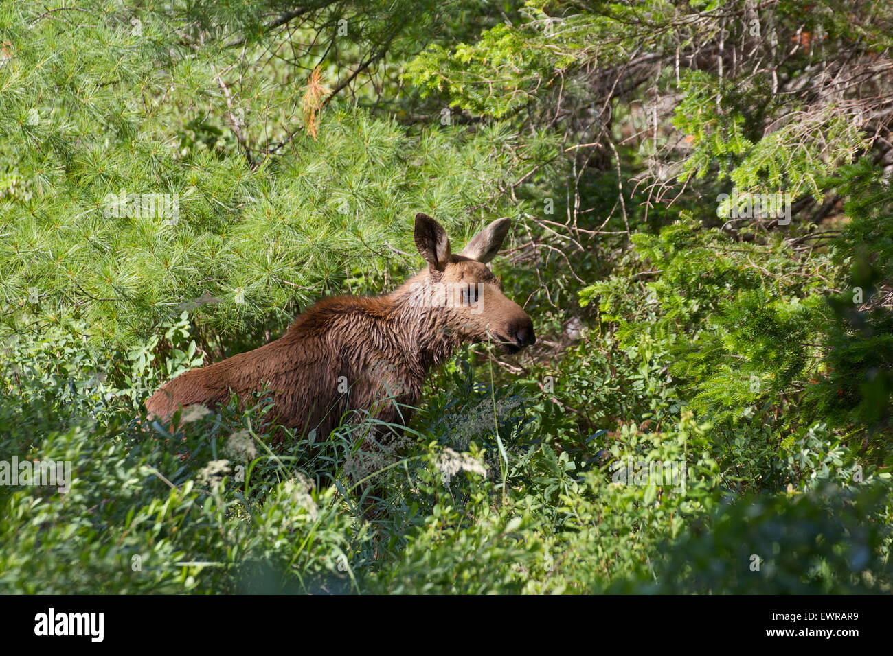 Little Moose Calf Stock Photo - Alamy