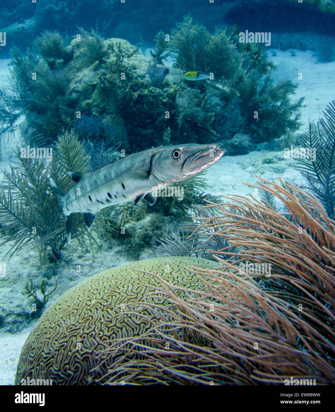 Great barracuda florida keys hi-res stock photography and images - Alamy