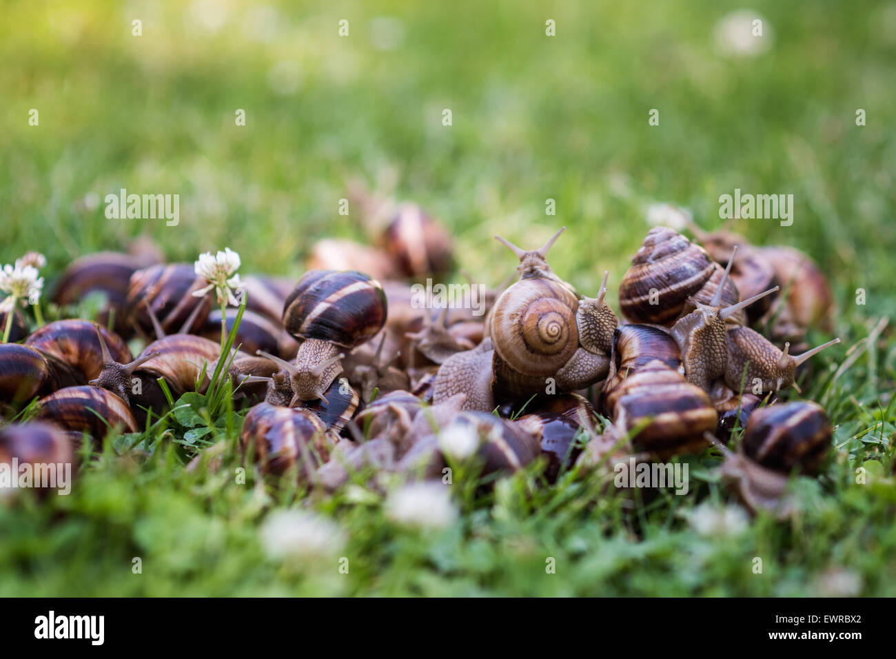 Horizontal photo group brown snail hi-res stock photography and images ...