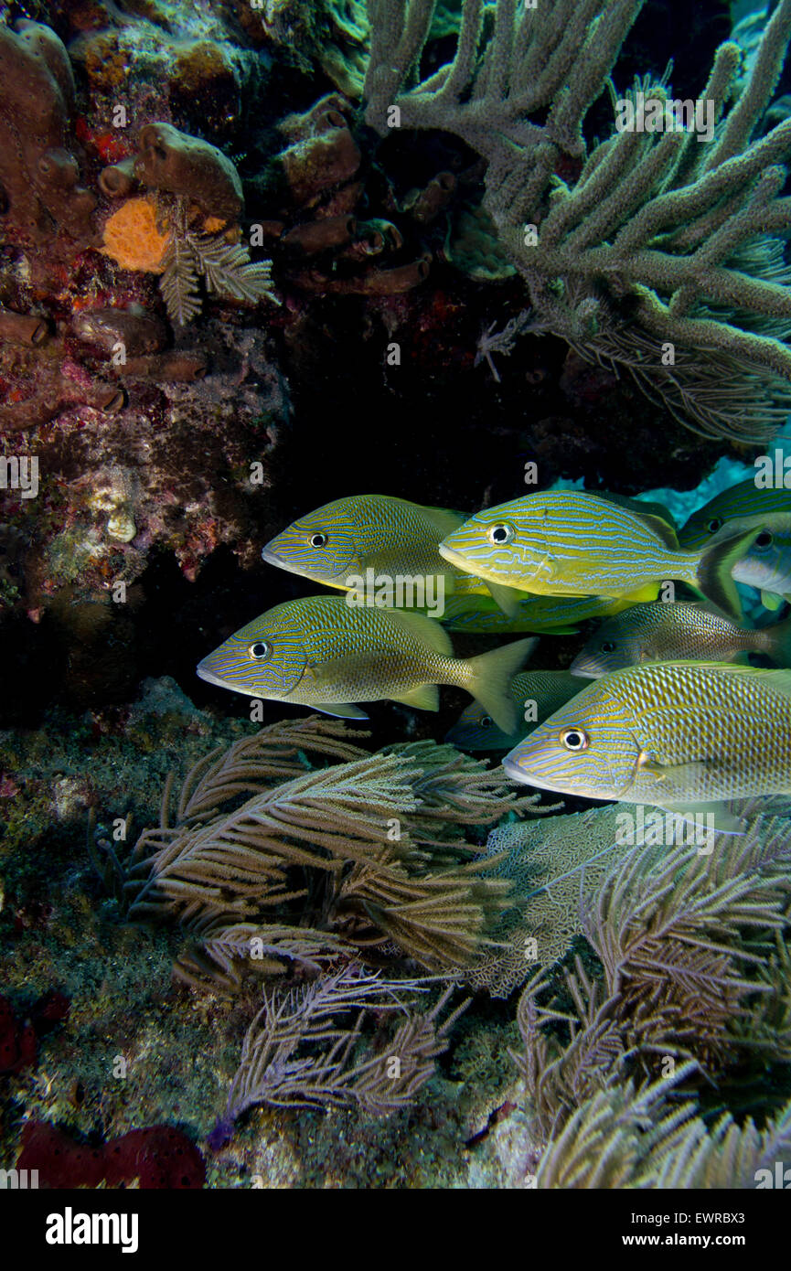 Schooling fish on a coral reef in the Florida Keys Stock Photo - Alamy