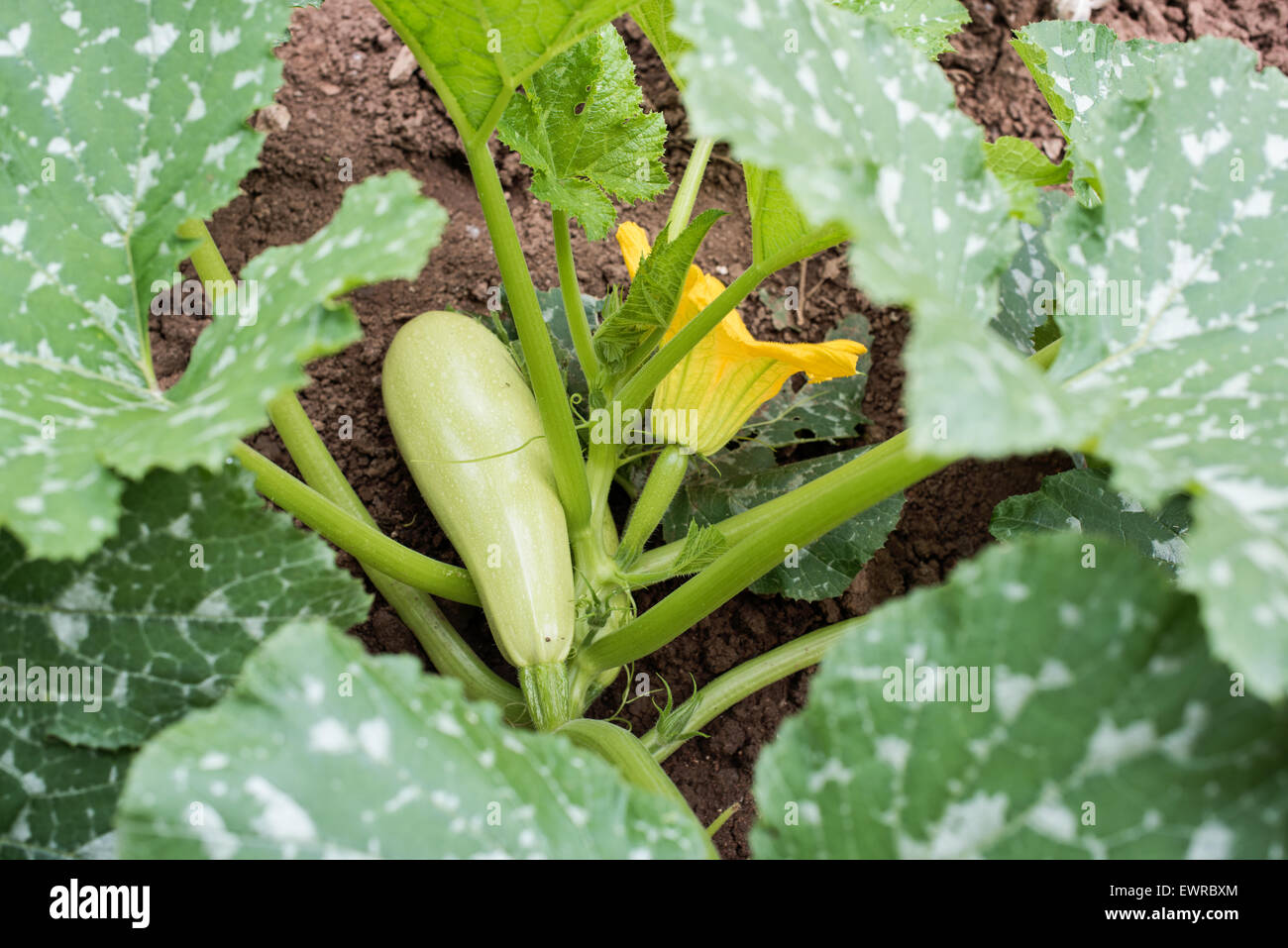 Zucchini plant hi-res stock photography and images - Alamy