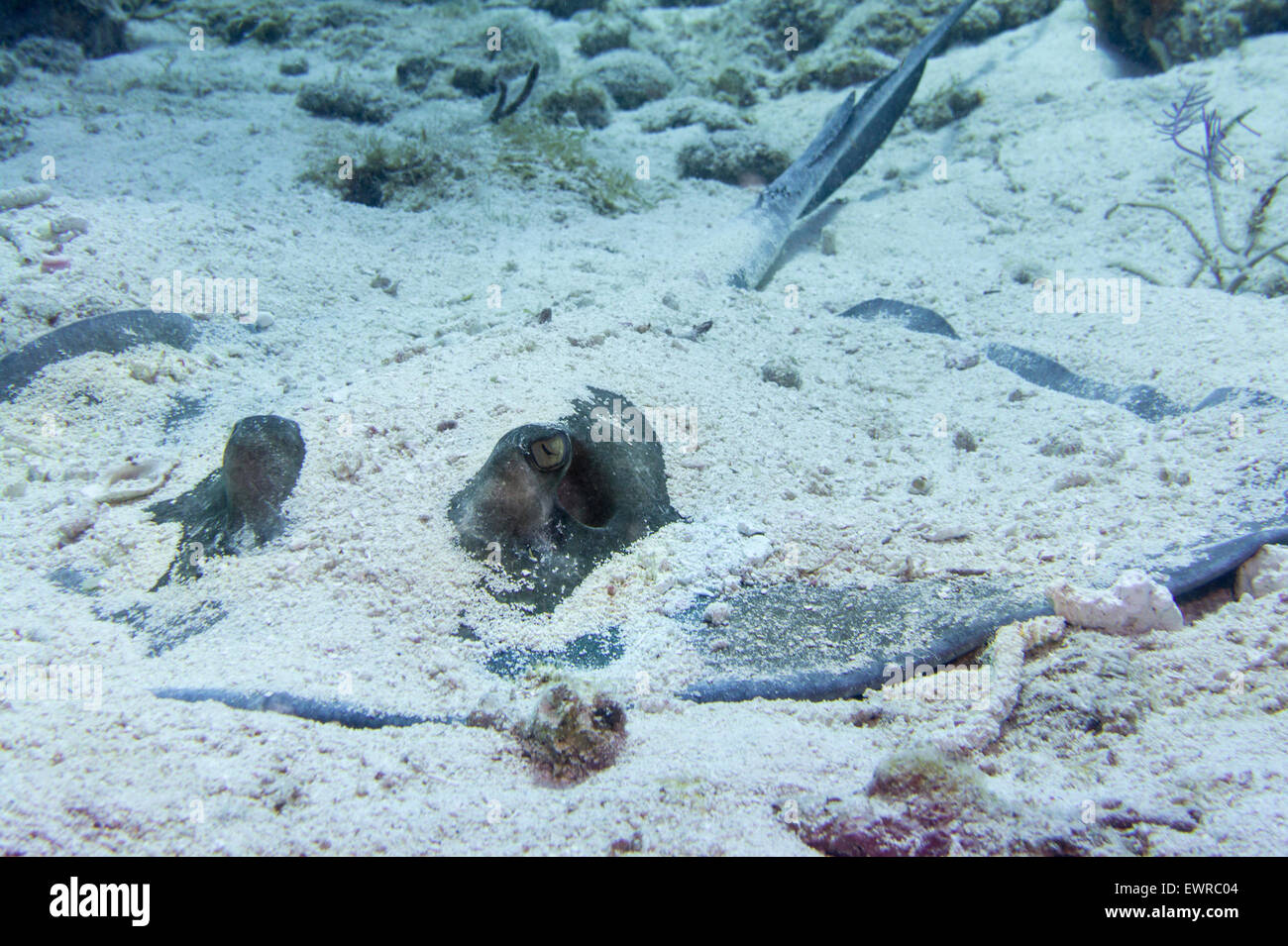 Stingray tail hi-res stock photography and images - Alamy