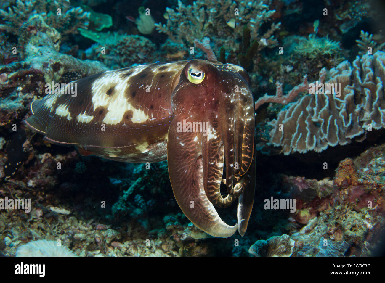 Broadclub cuttlefish on a coral reef Stock Photo - Alamy