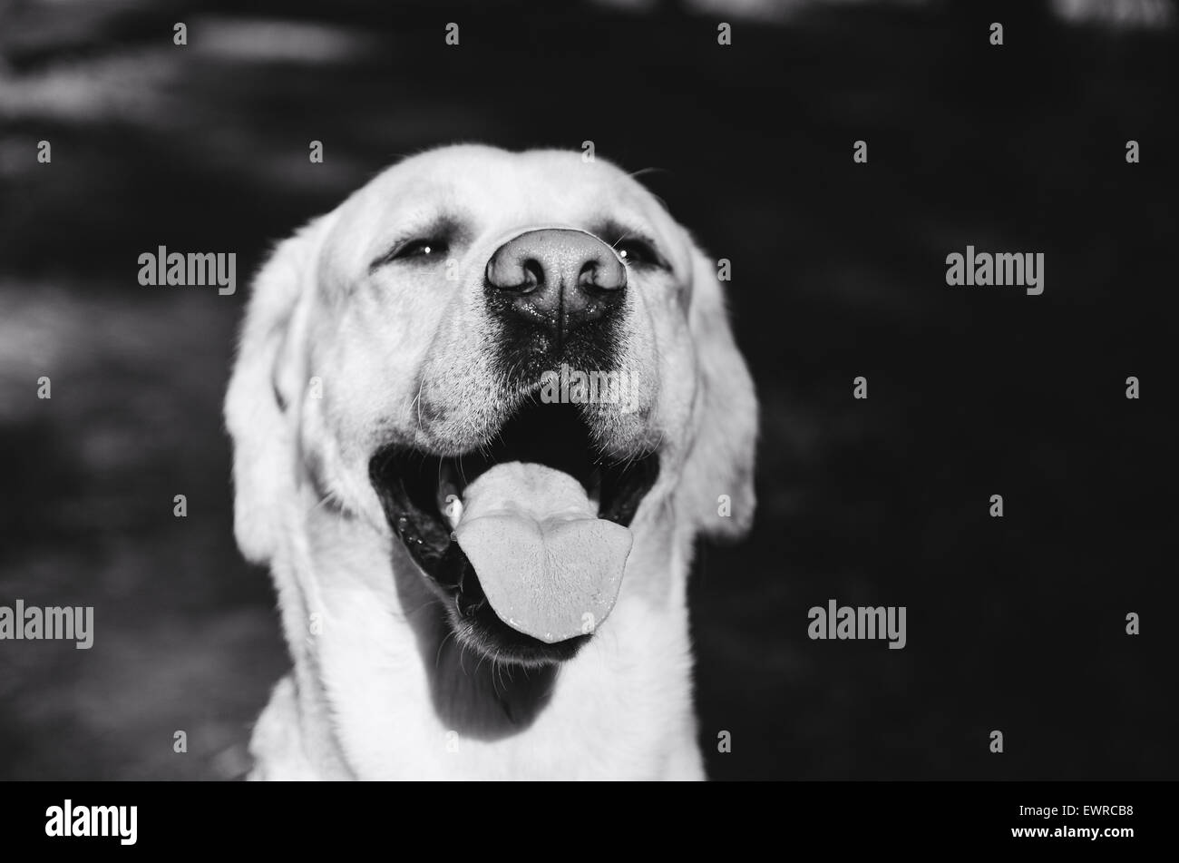 A smiling dog Stock Photo - Alamy