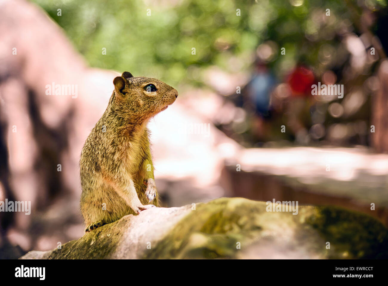 Close portrait of a cute "Uinta Ground Squirrel Stock Photo - Alamy