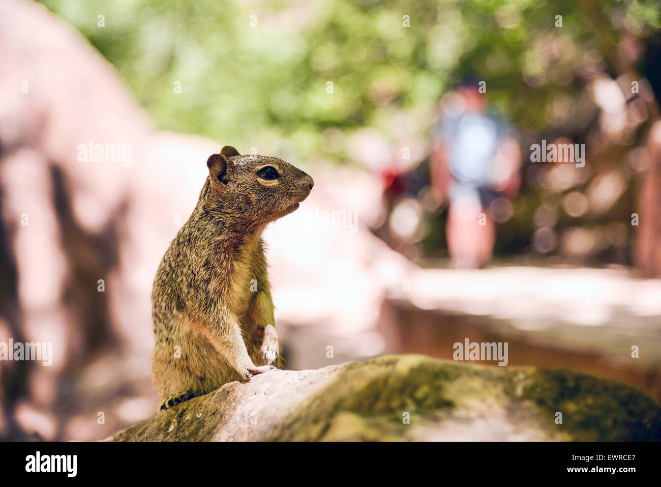Chipmunk teeth hi-res stock photography and images - Alamy
