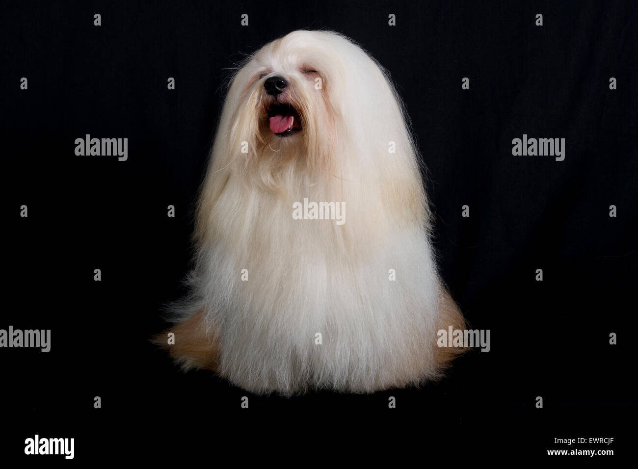 Formal portraits of a Havanese dog, the national dog of Cuba Stock ...