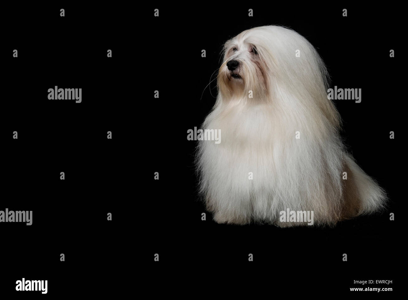 Formal portraits of a Havanese dog, the national dog of Cuba Stock ...