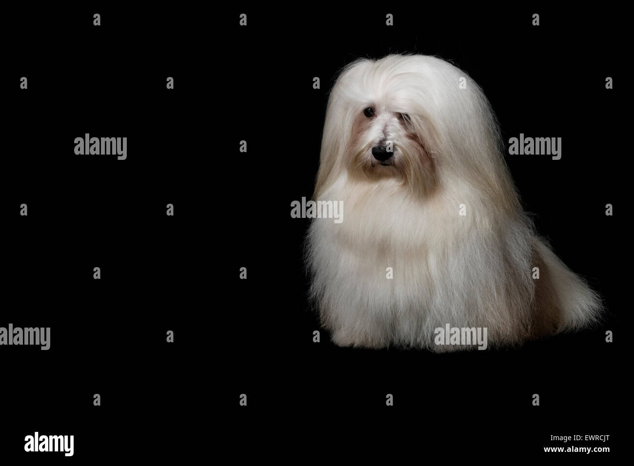 National dog of cuba hi-res stock photography and images - Alamy