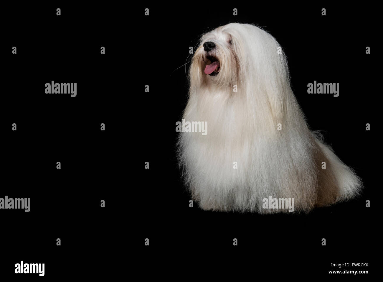 Formal portraits of a Havanese dog, the national dog of Cuba Stock ...