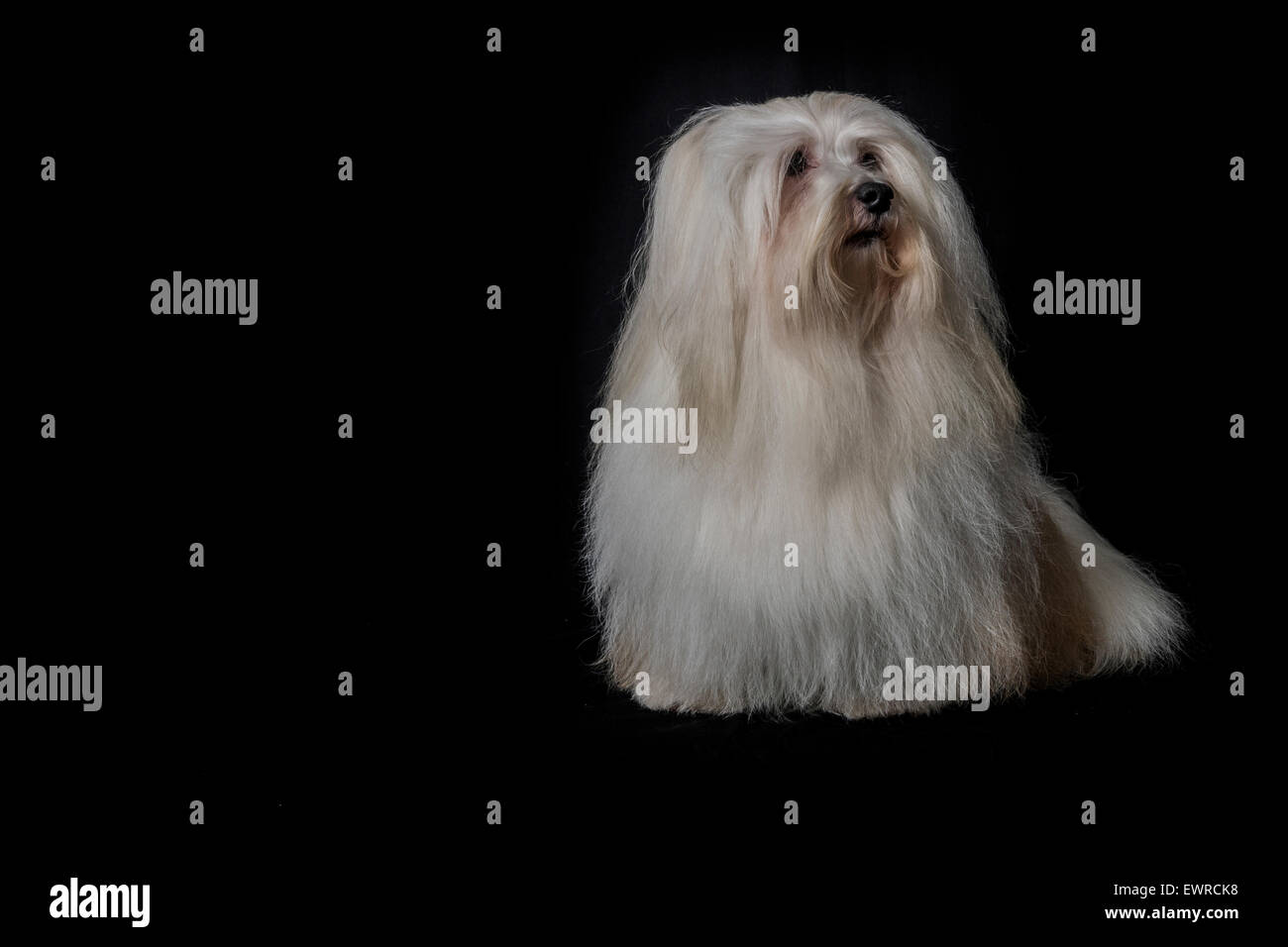 Havanese dog hi-res stock photography and images - Alamy