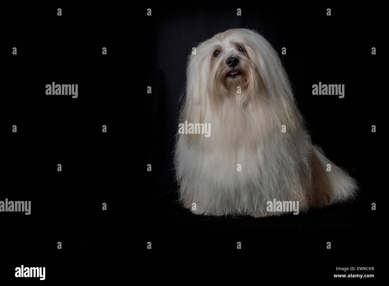 Formal portraits of a Havanese dog, the national dog of Cuba Stock ...