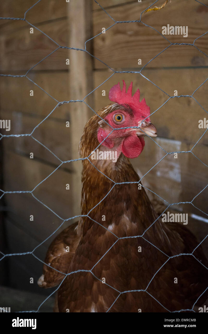 Chicken wire fence hi-res stock photography and images - Alamy