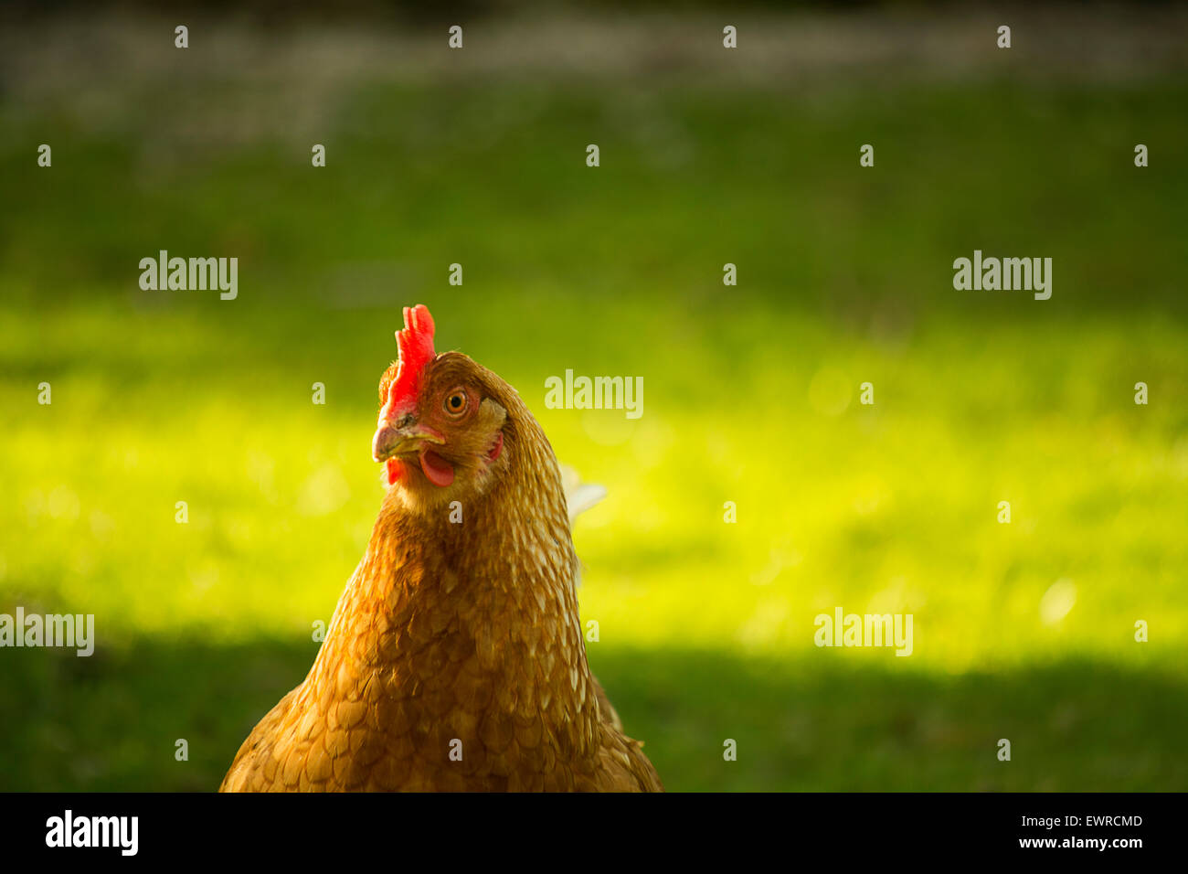 Free range chicken hen england hi-res stock photography and images - Alamy