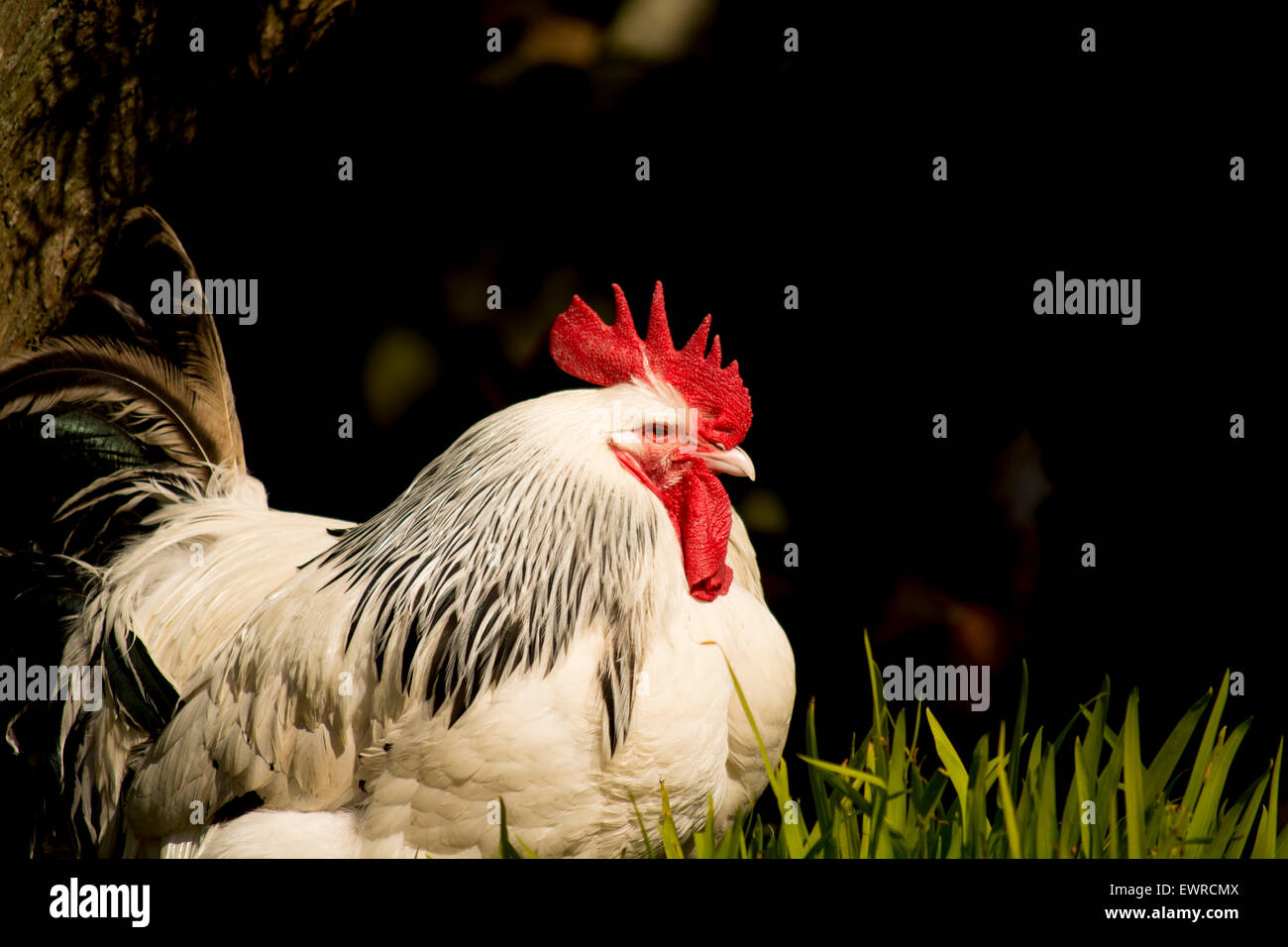 White cockerel sat on the grass in the sun Stock Photo - Alamy
