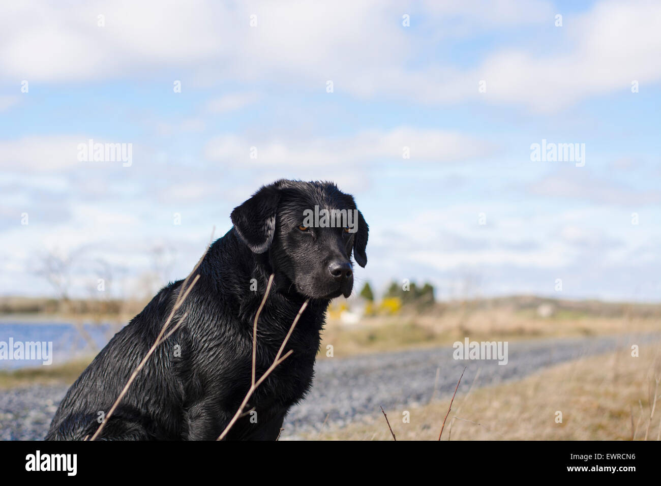 Black labrador retriever hi-res stock photography and images - Alamy