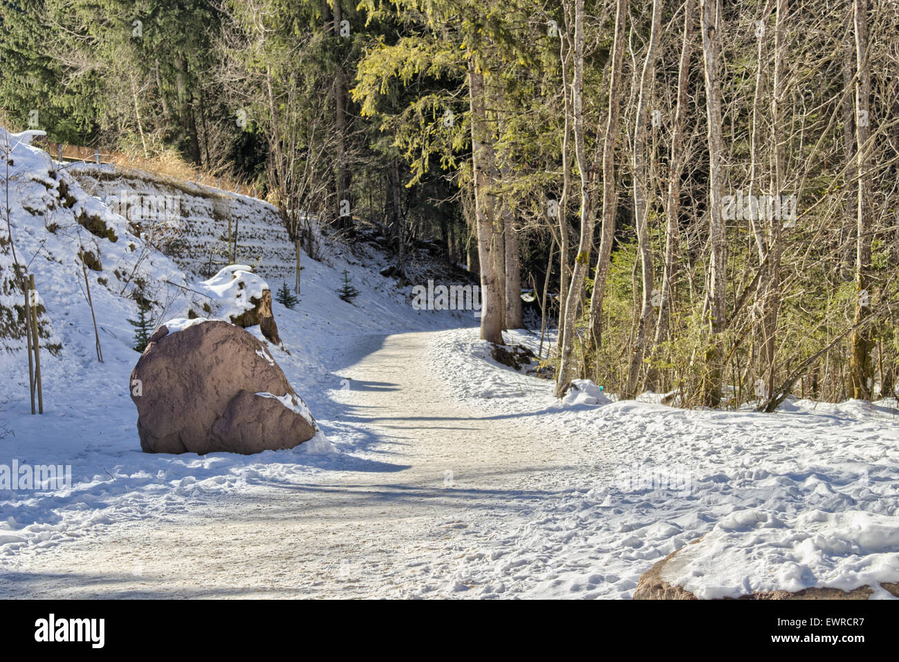 Brown walk path in a forest of green pines, spruces and firs on ...