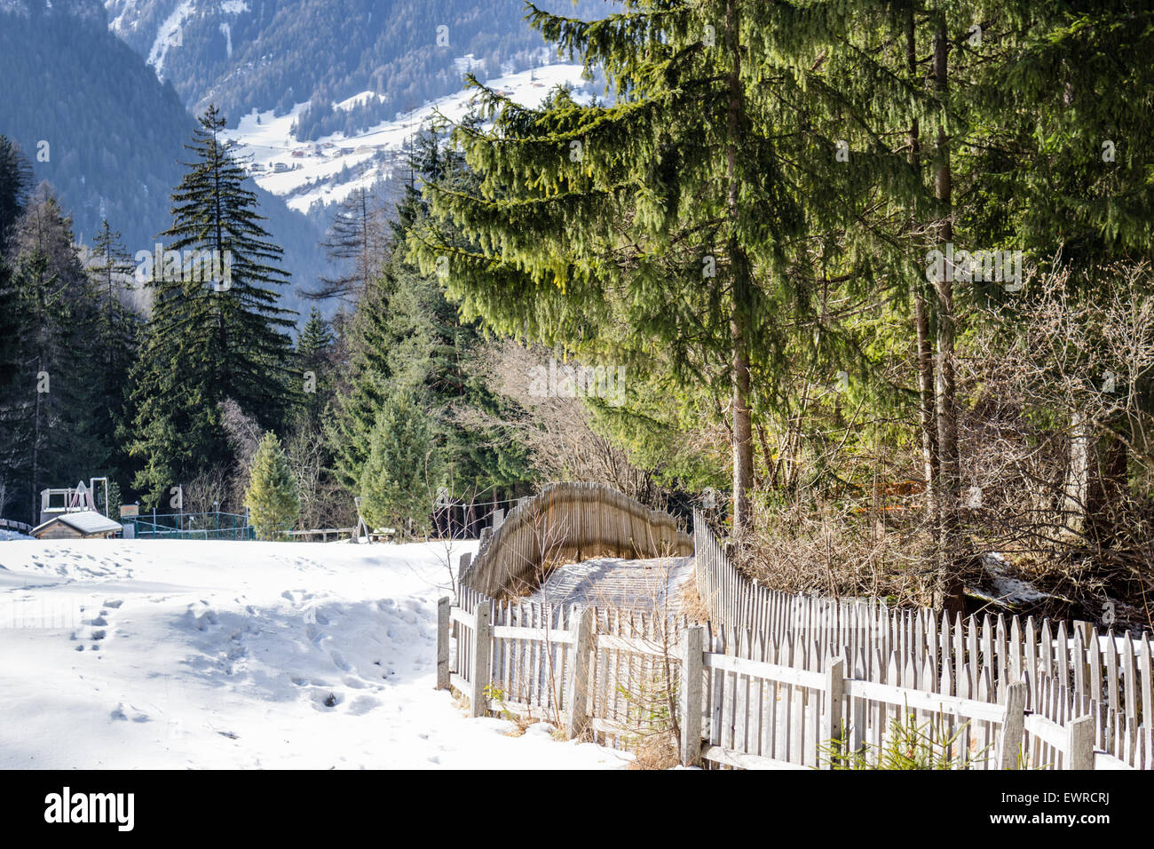 Brown walk path with wooden fence in a forest of green pines, spruces ...