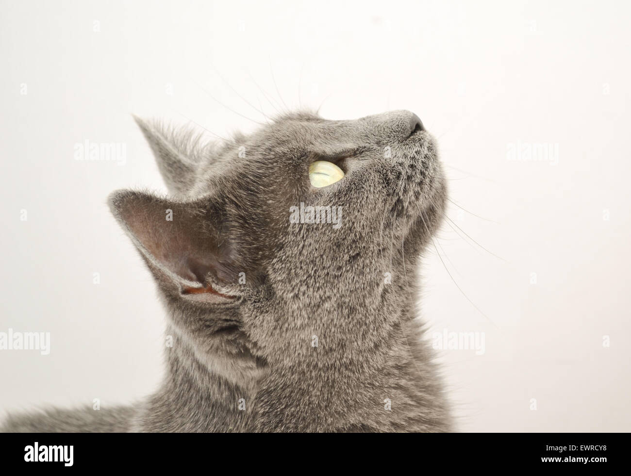 Russian Blue cross cat Stock Photo - Alamy