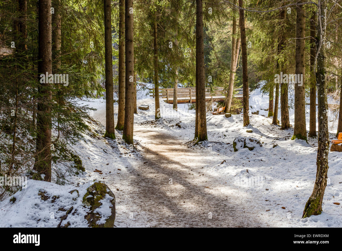 Brown walk path on wood bridge in a forest of green pines, spruces and ...