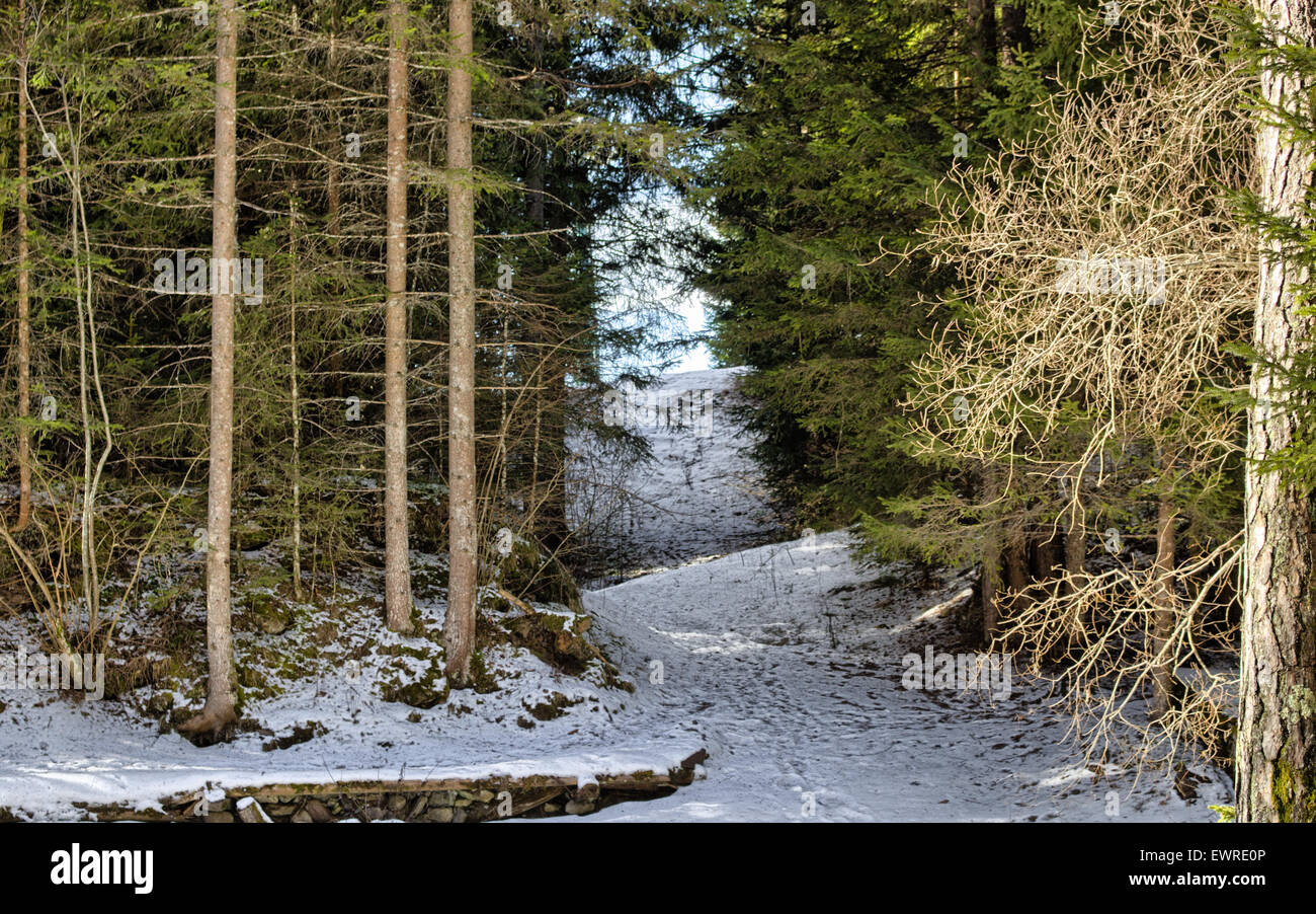 Brown walk path in a forest of green pines, spruces and firs on ...