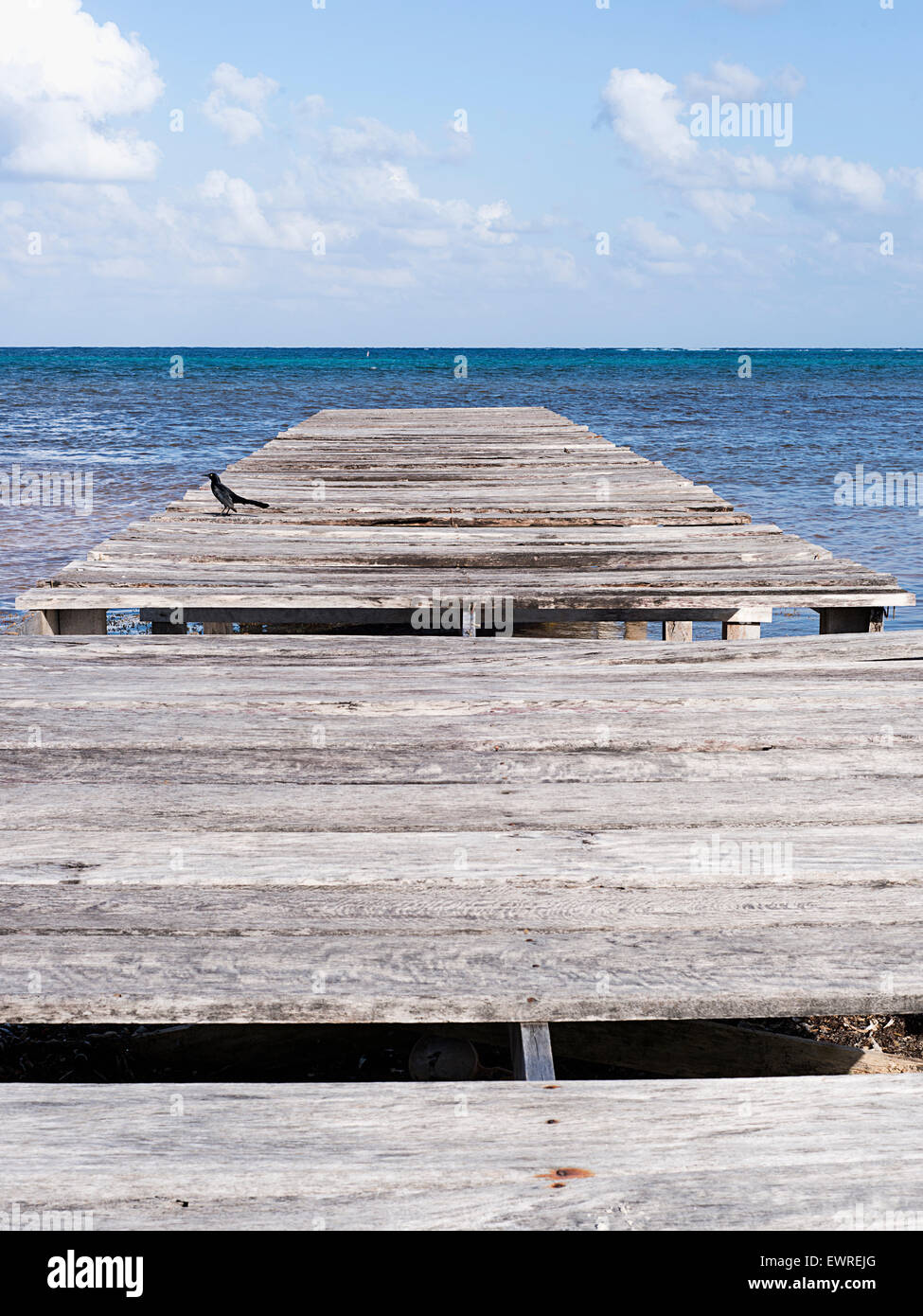 Dock bird hi-res stock photography and images - Alamy