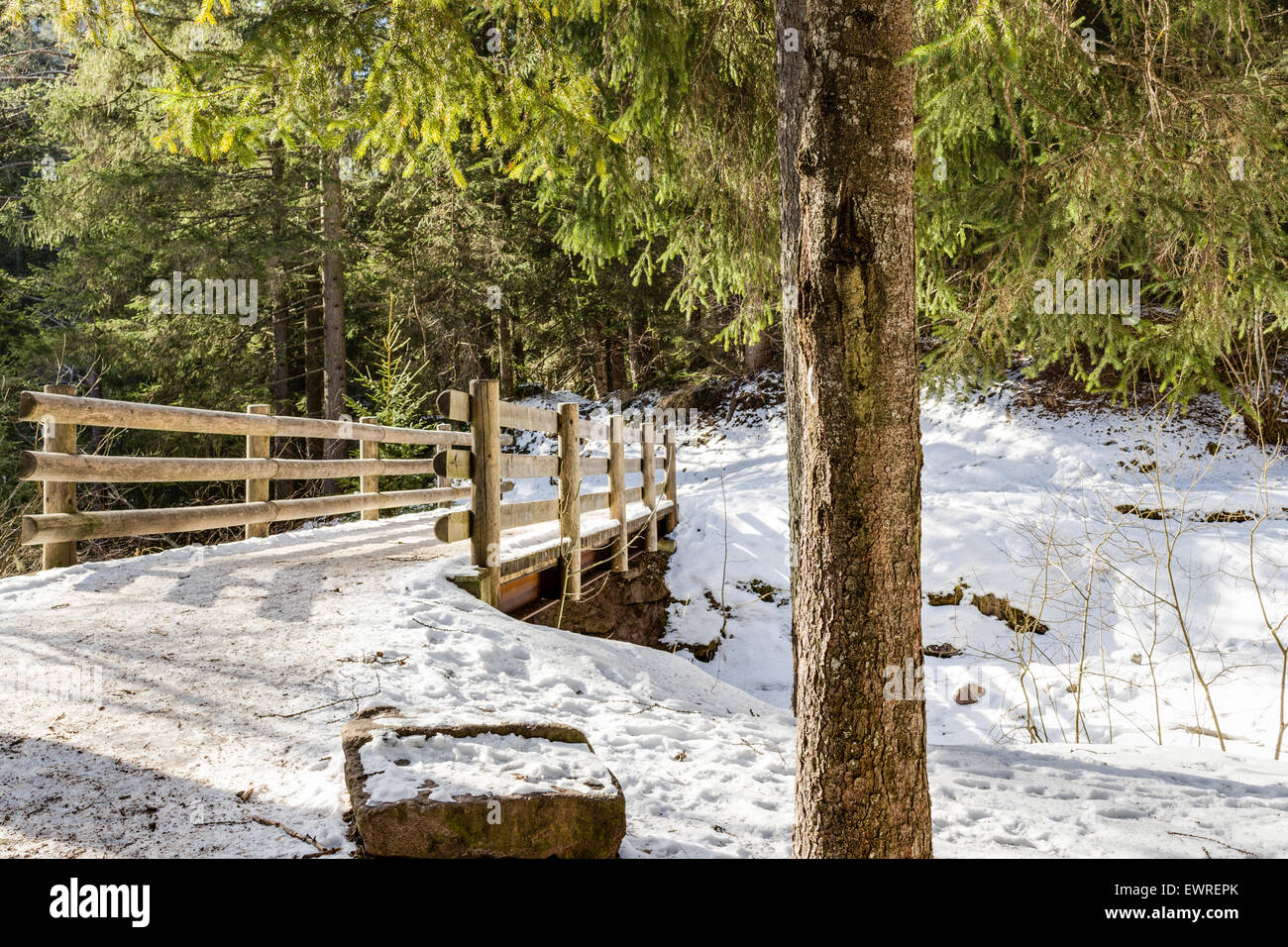 Brown walk path on wood bridge in a forest of green pines, spruces and ...