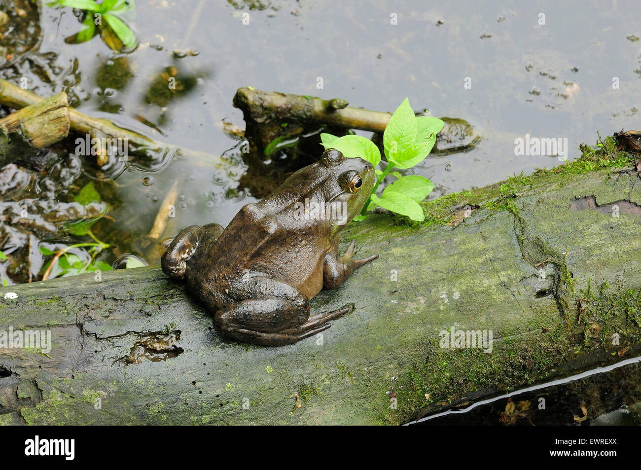 Large Bull Frog sitting on lowland log Stock Photo - Alamy