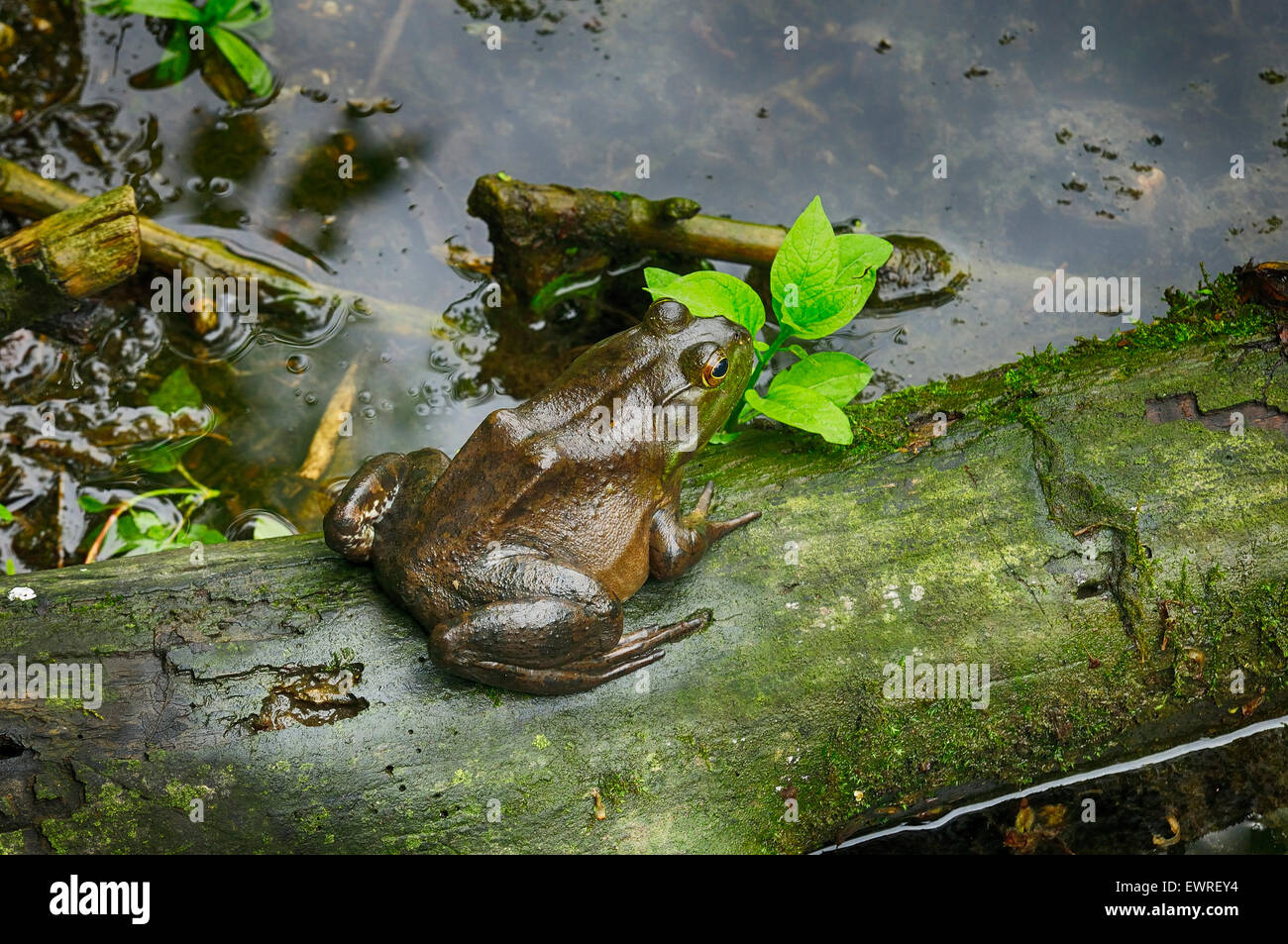 Large Bull Frog sitting on lowland log Stock Photo - Alamy