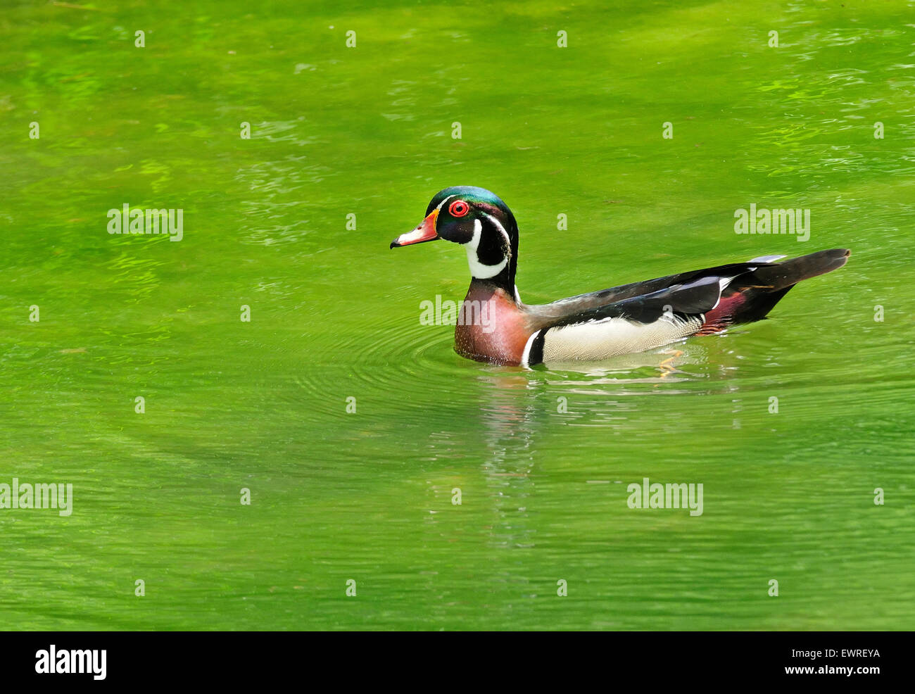 Male Wood Duck (Aix sponsa Stock Photo - Alamy