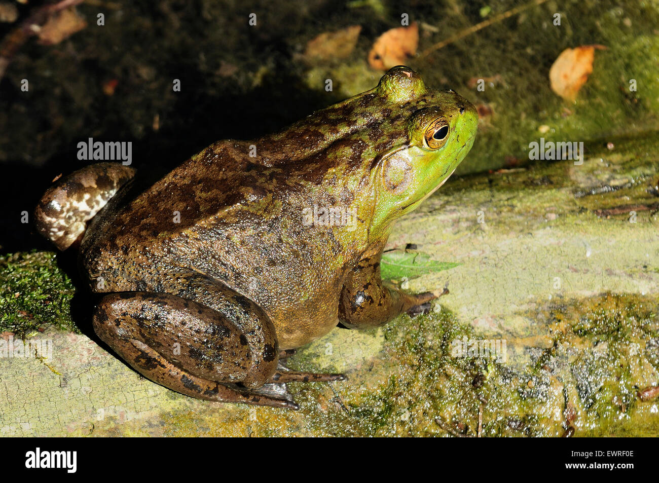 Large Bull Frog sitting on lowland log Stock Photo - Alamy