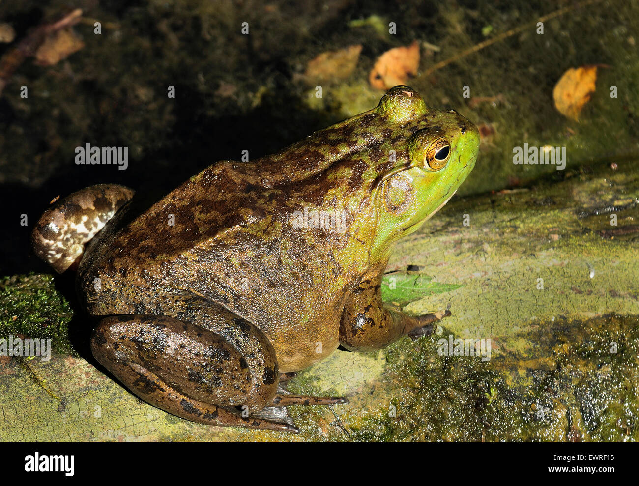 Large Bull Frog sitting on lowland log Stock Photo - Alamy