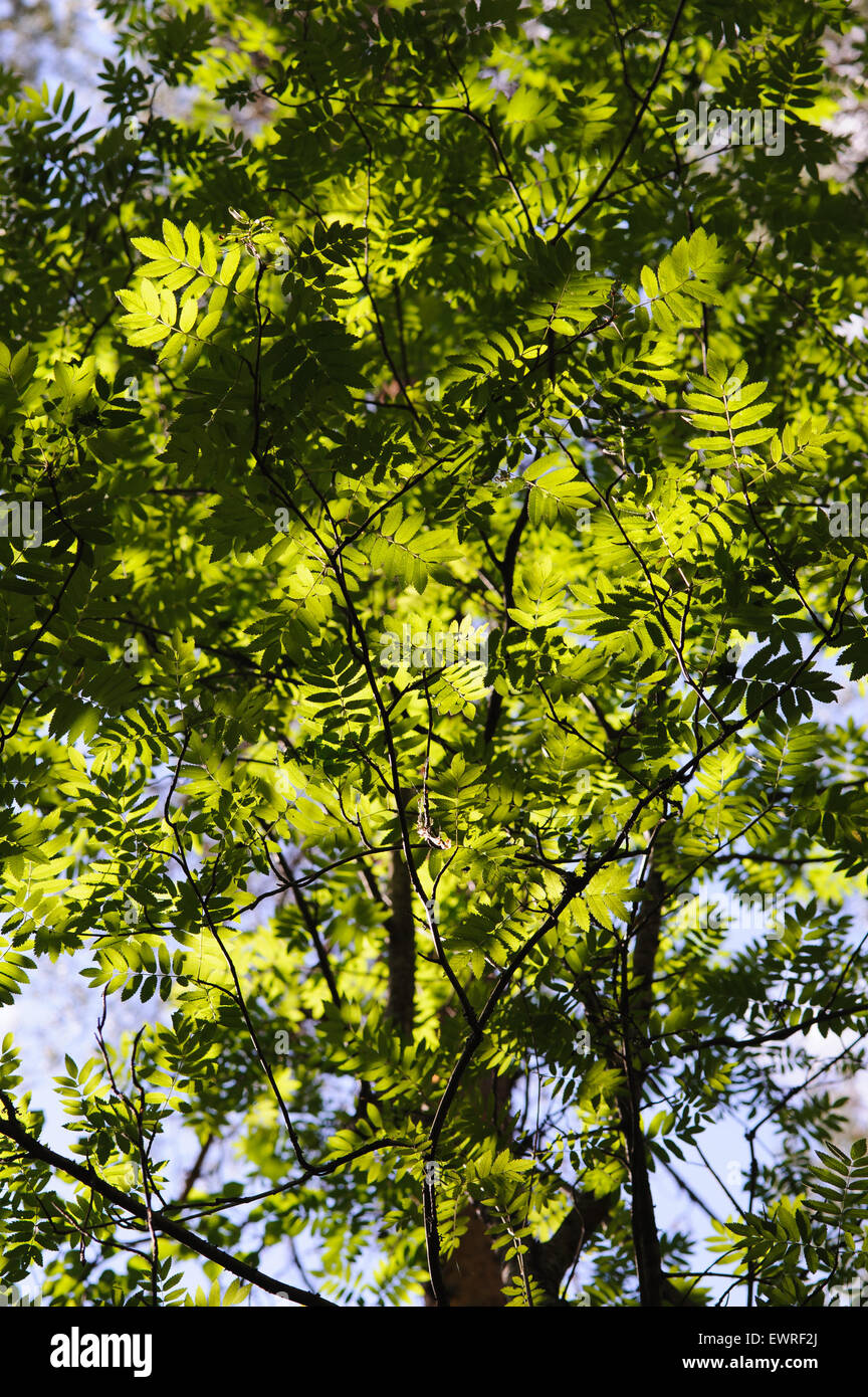Rowan leaves background close up Stock Photo - Alamy