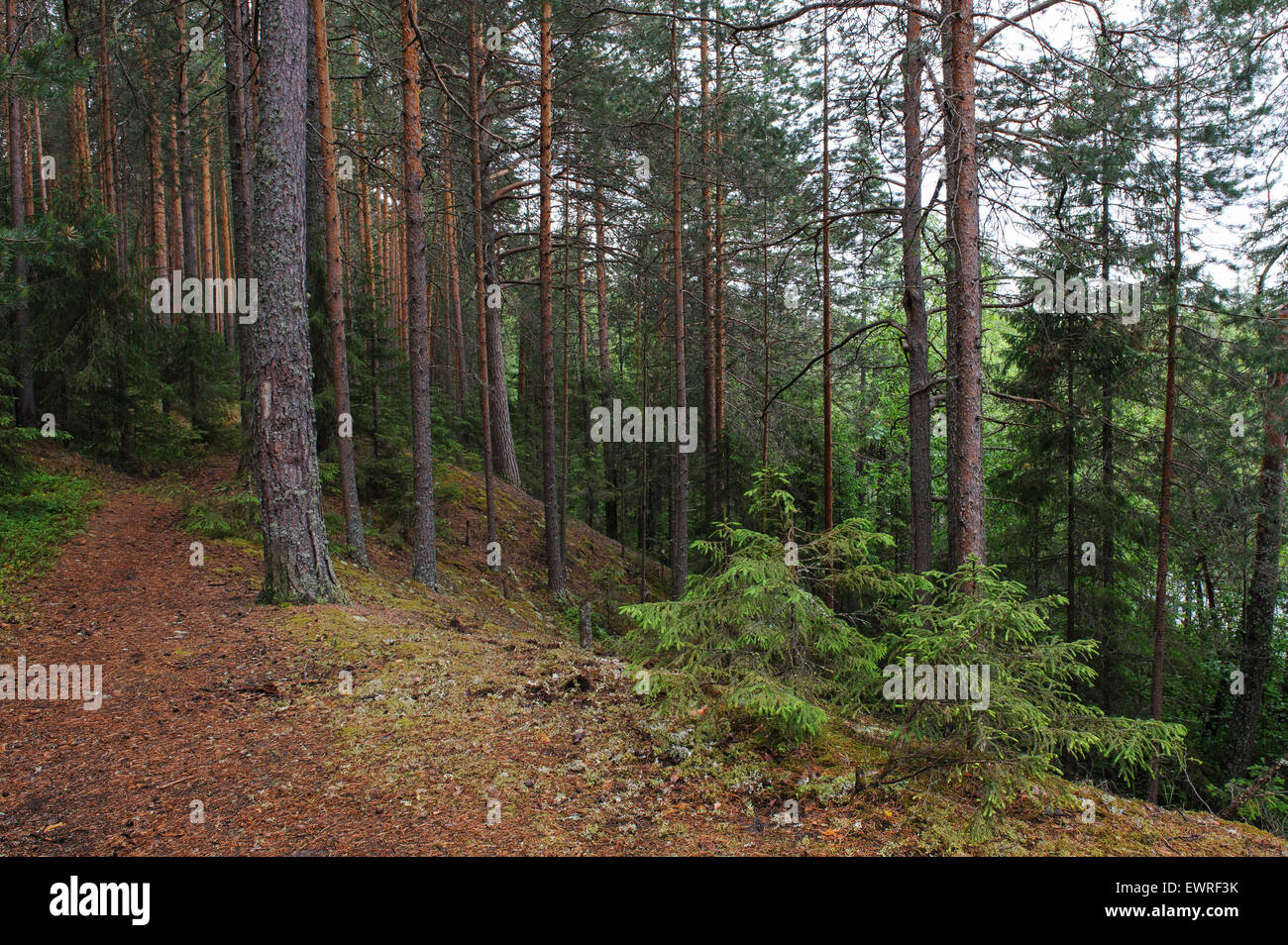 View of pine tree forest. Landscape Stock Photo - Alamy