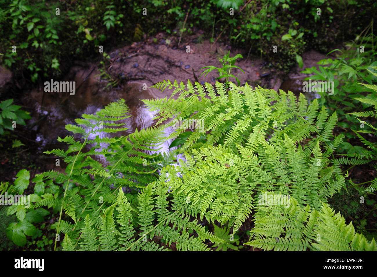 Hanging tuber hi-res stock photography and images - Alamy