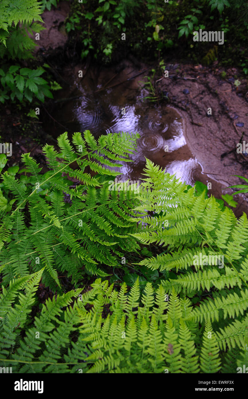 ferns hanging over the forest stream Stock Photo - Alamy