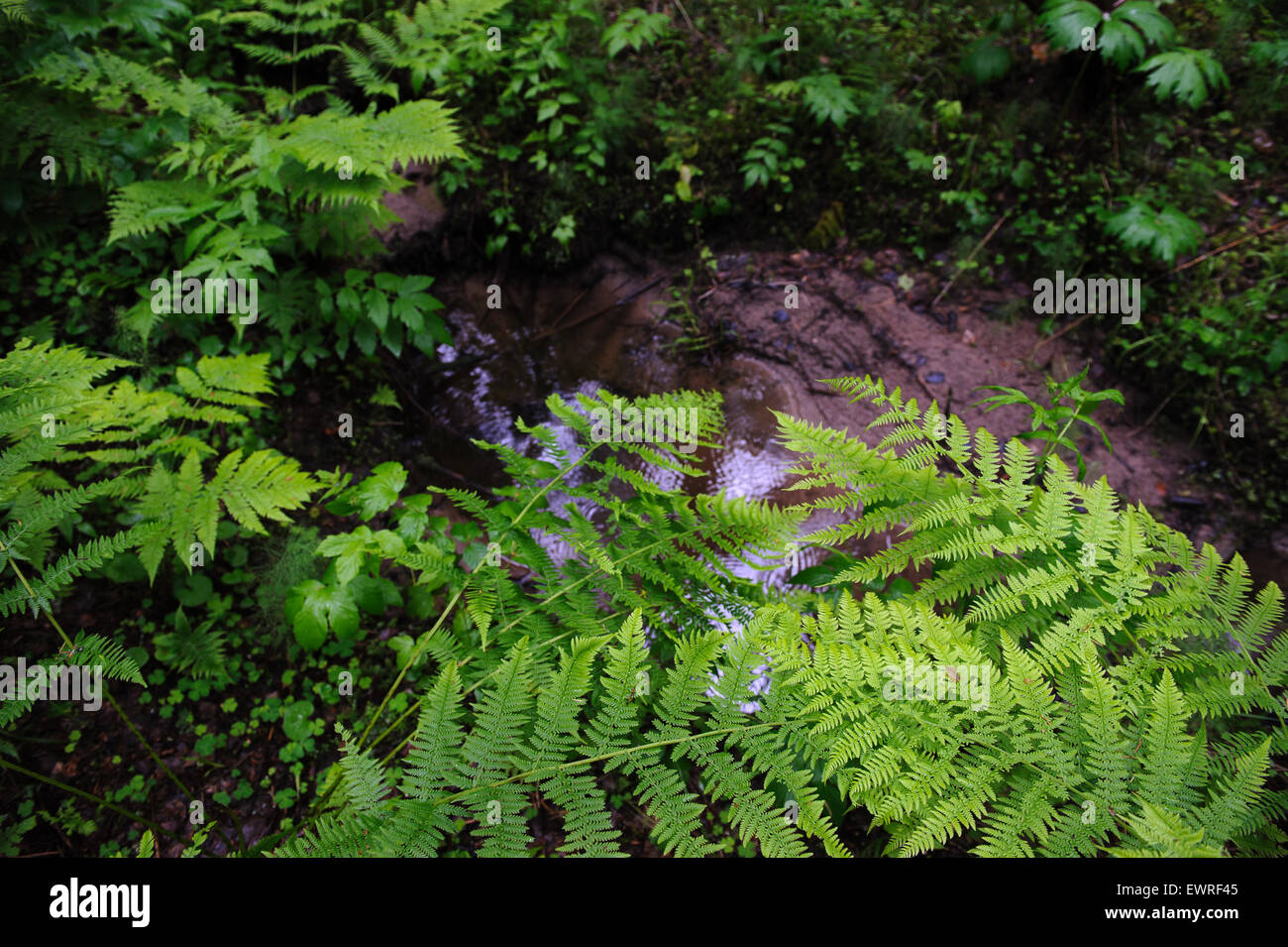 ferns hanging over the forest stream Stock Photo - Alamy
