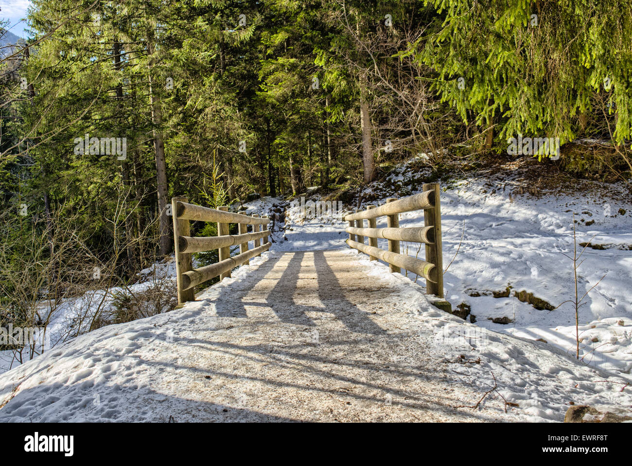 Brown walk path on wood bridge in a forest of green pines, spruces and ...