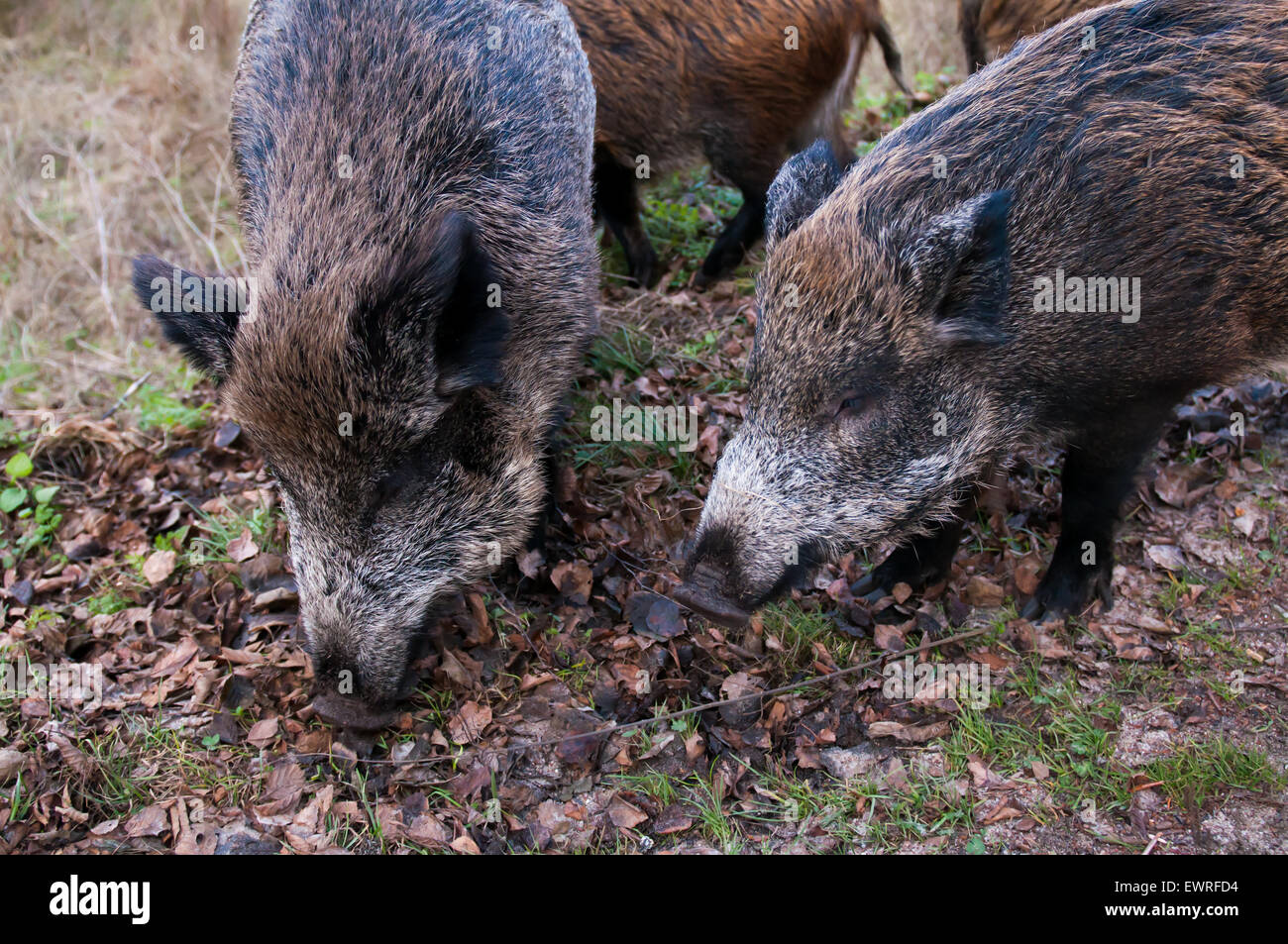 Wild pigs in the national park the Curonian Spit. Russian. Kaliningrad ...