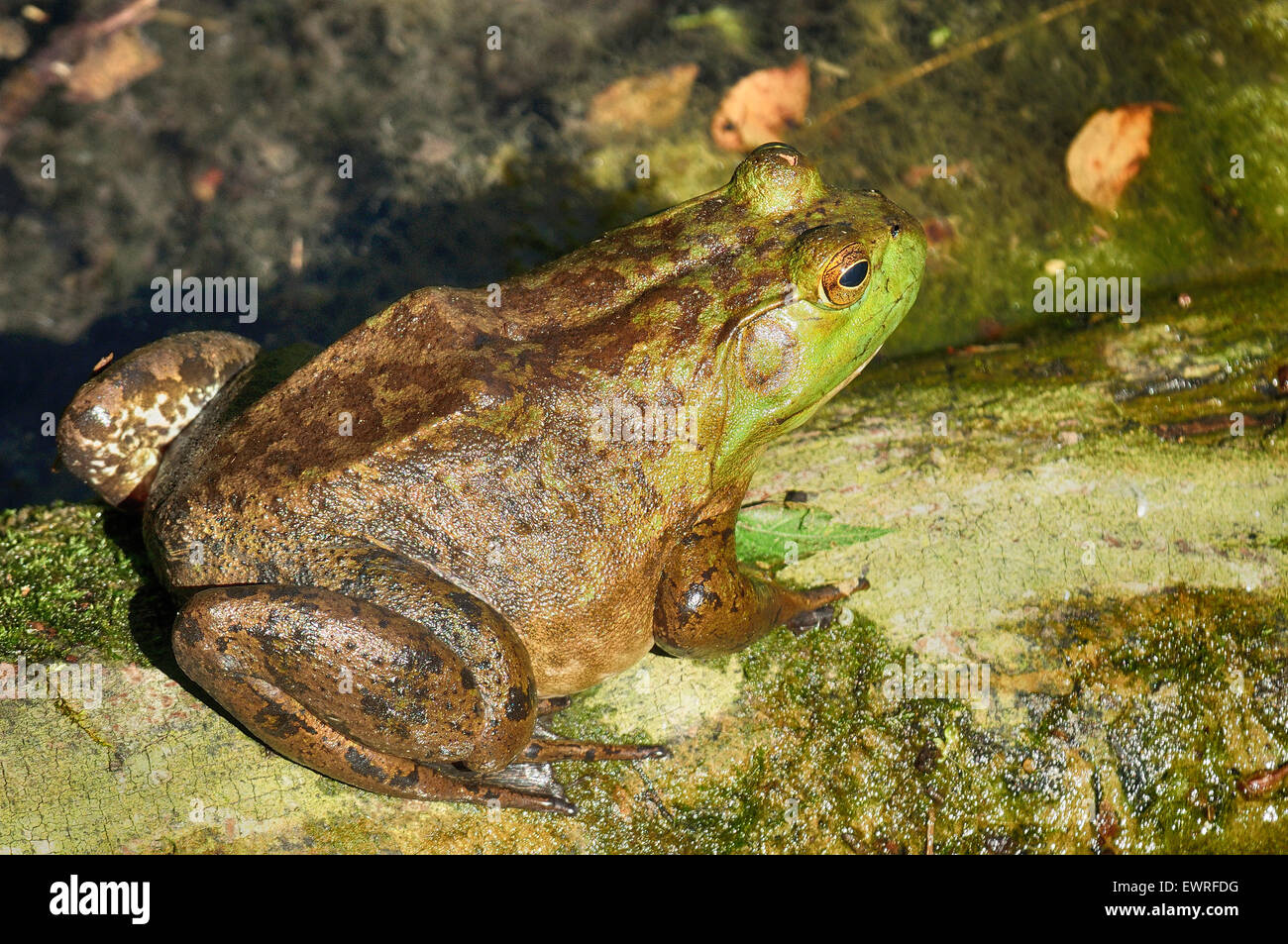 Large Bull Frog sitting on lowland log Stock Photo - Alamy