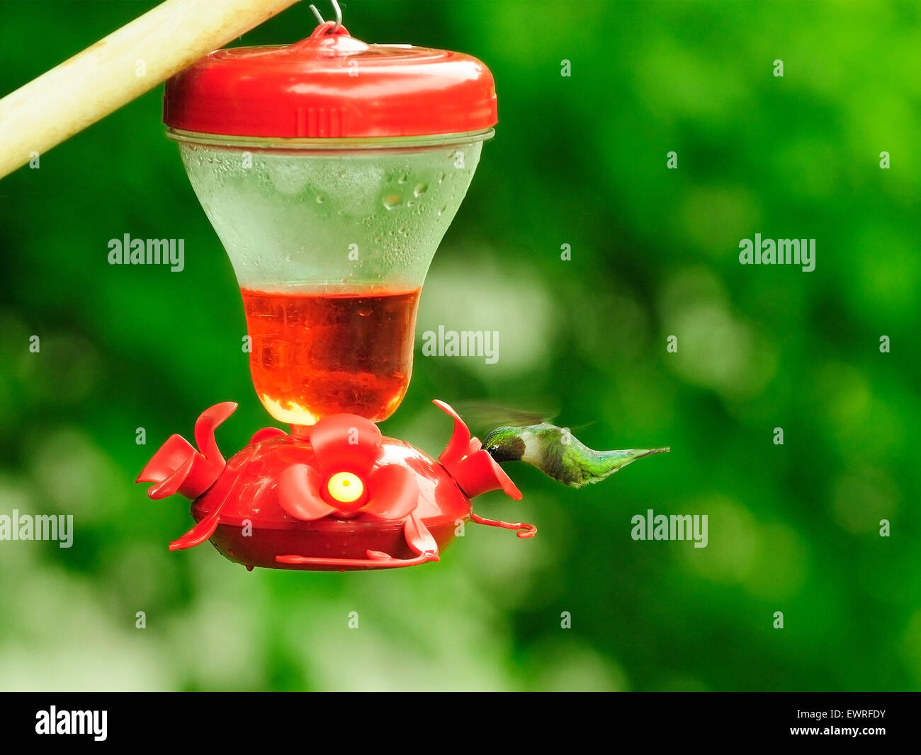 Hummingbird drinking from feeder hi-res stock photography and images ...