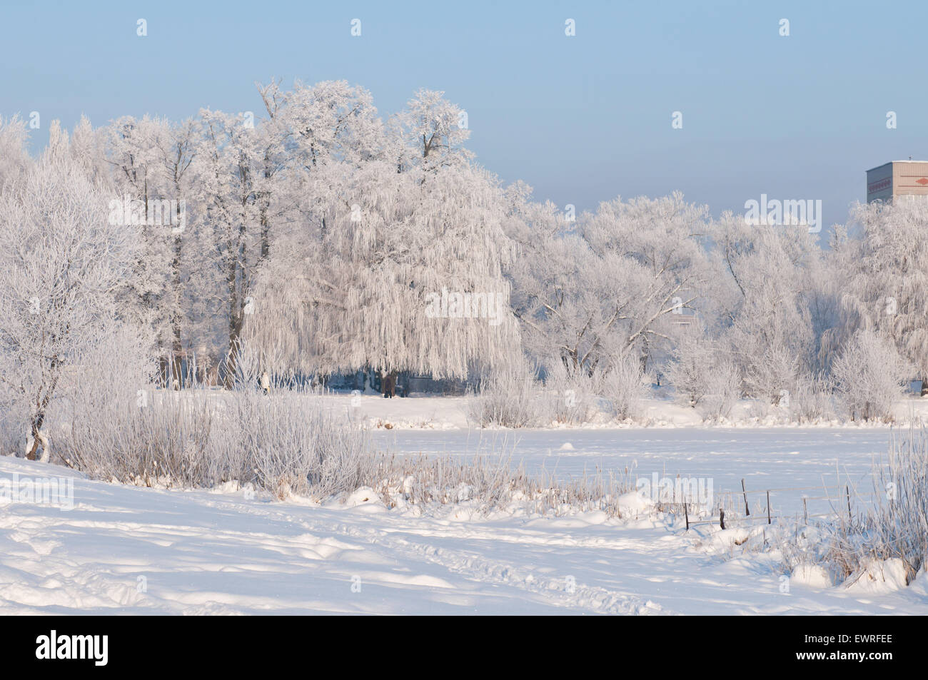 Woods in the snow. Cold winter day in Siberia. Trees in the snow Stock ...