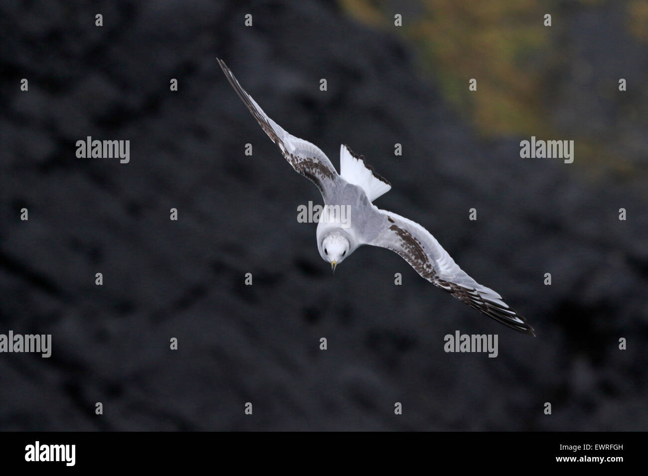 First Summer Black Legged Kittiwake in flight Outer Hebrides Stock ...