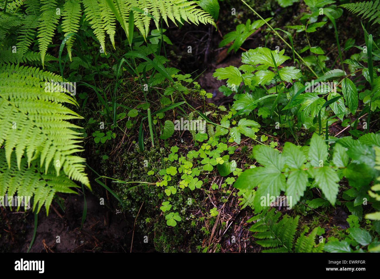 Oxalis in the forest close up Stock Photo - Alamy