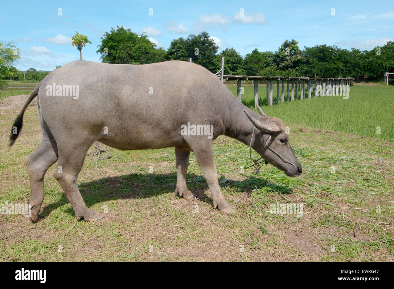 Water buffalo or domestic Asian water buffalo (Bubalus bubalis Stock ...