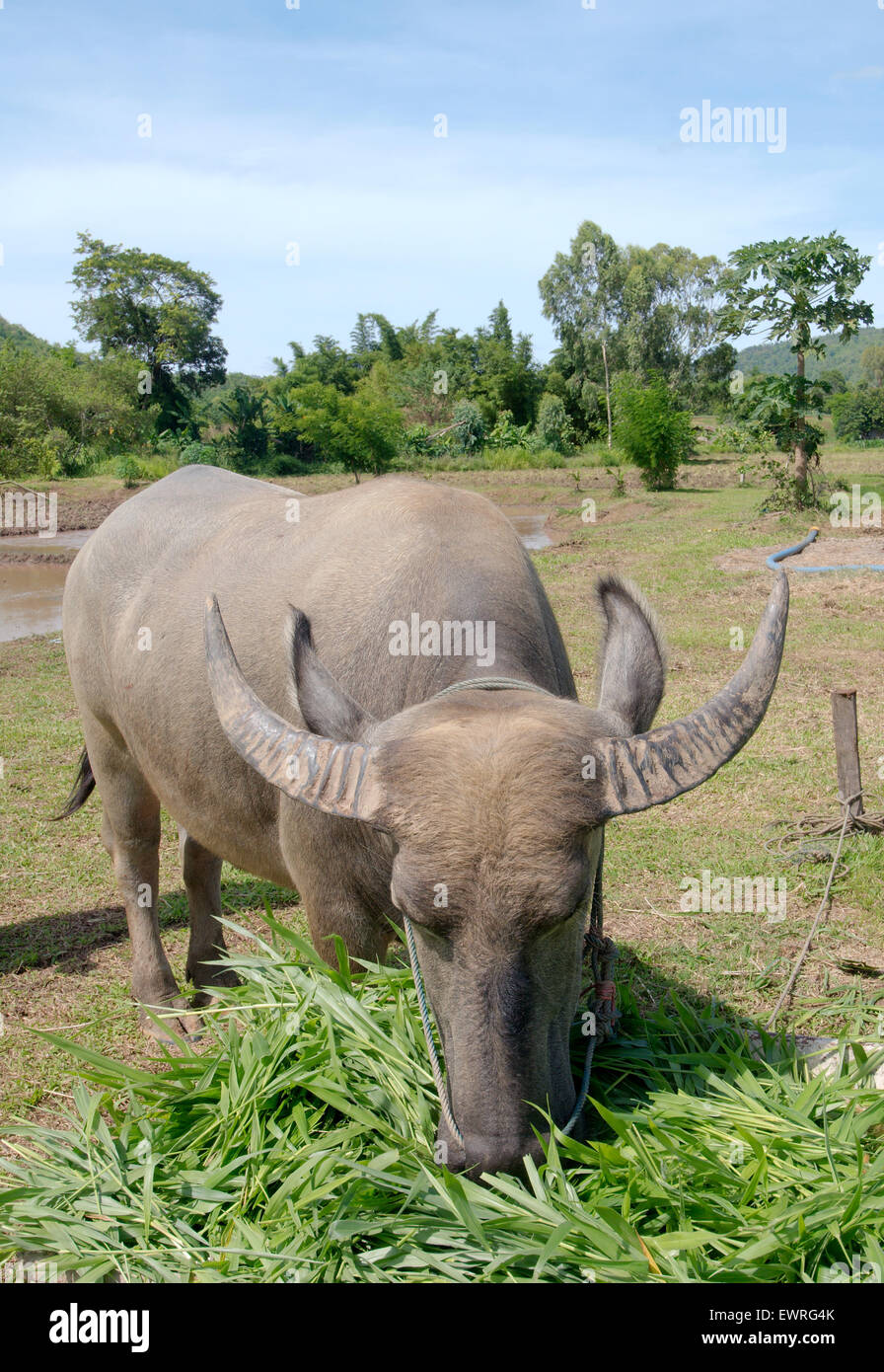 Animals animal bos bubalus arnee hi-res stock photography and images ...